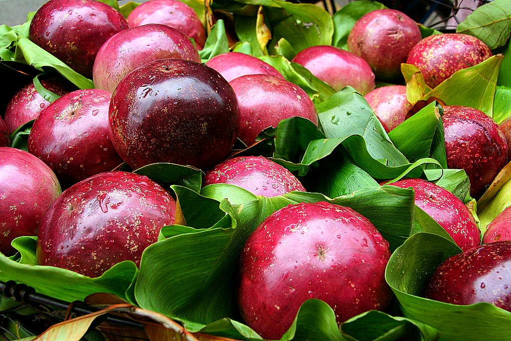 Expo.vn | Star Apple